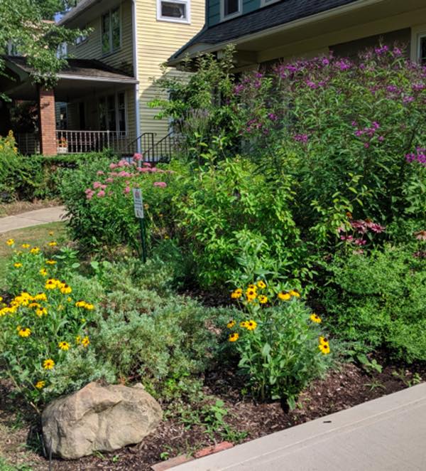 Learn to Grow Native Plants in Your Yard | CoolCleveland