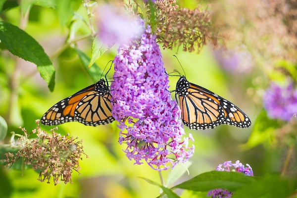 Learn About Insects While Having Fun at Cleveland Metroparks’ Bug Bonanza | CoolCleveland