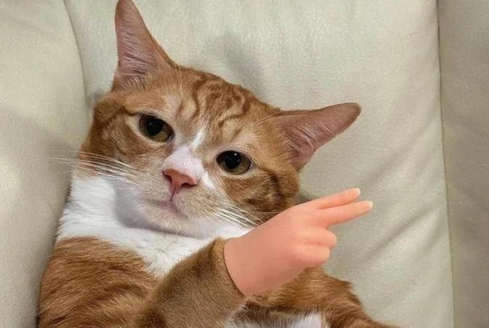 Feline Lovers Rejoice! The Cat Video Fest Is Back | CoolCleveland